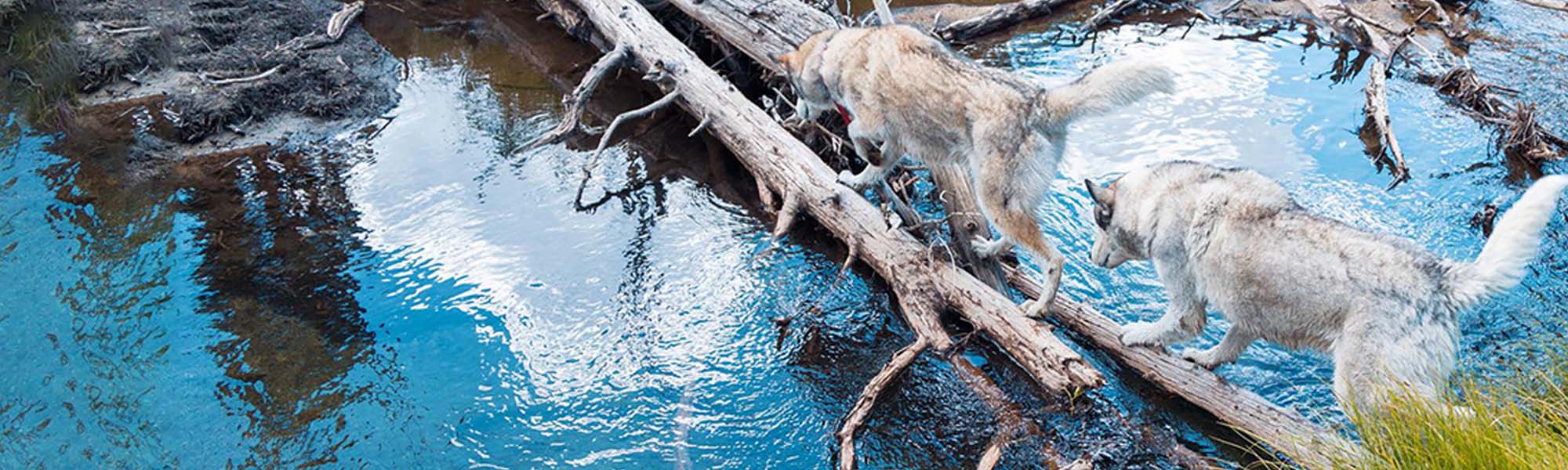 Predator's Archery – PredatorsArchery