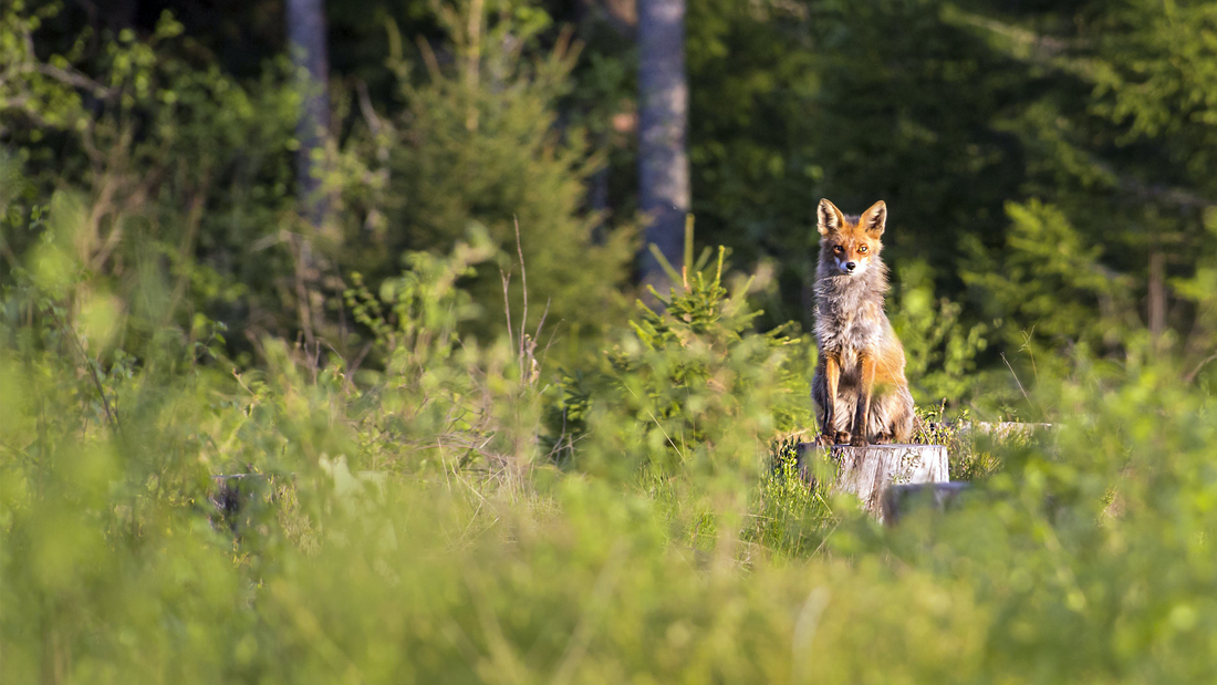 Predator's Archery – PredatorsArchery